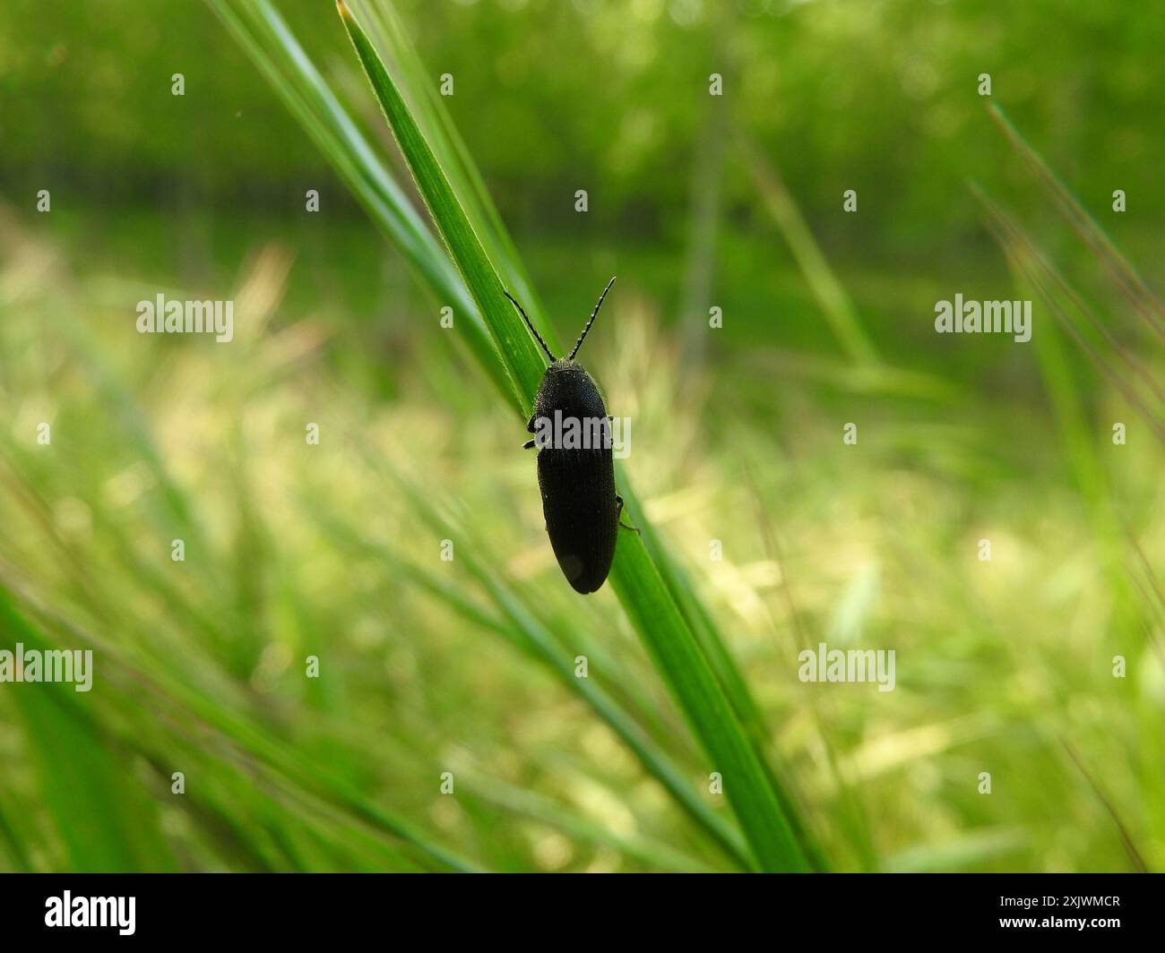 Click Beetles (Elateridae) Insecta Stock Photo - Alamy