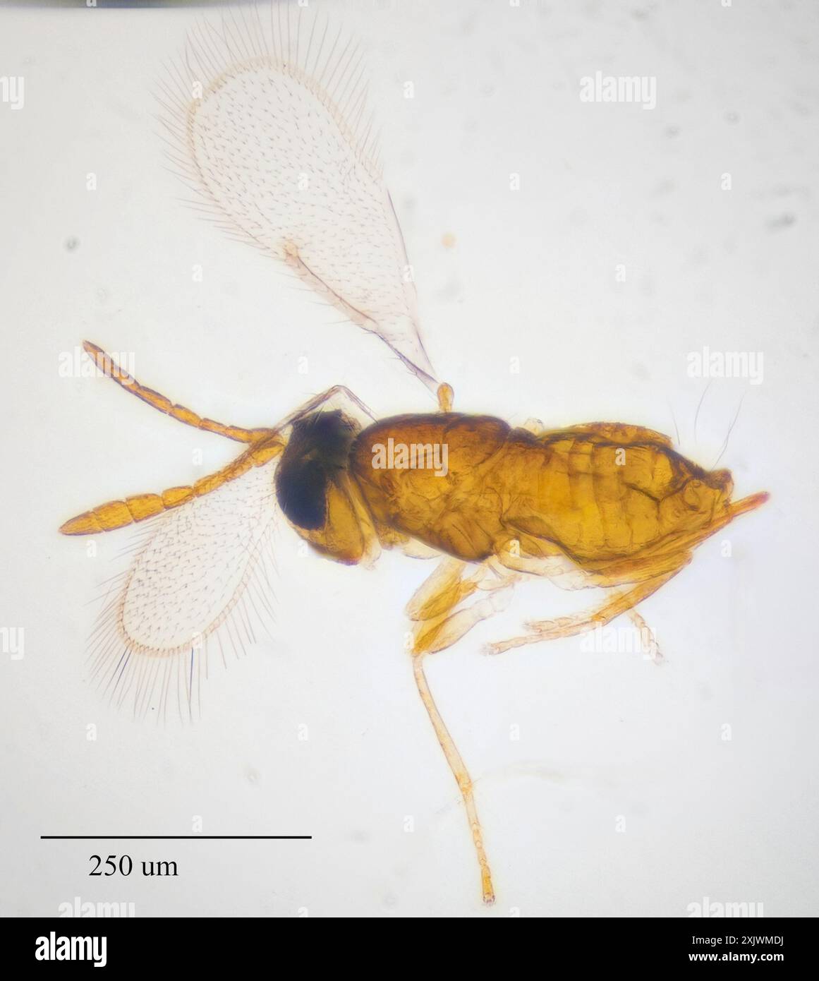 Encarsia hi-res stock photography and images - Alamy