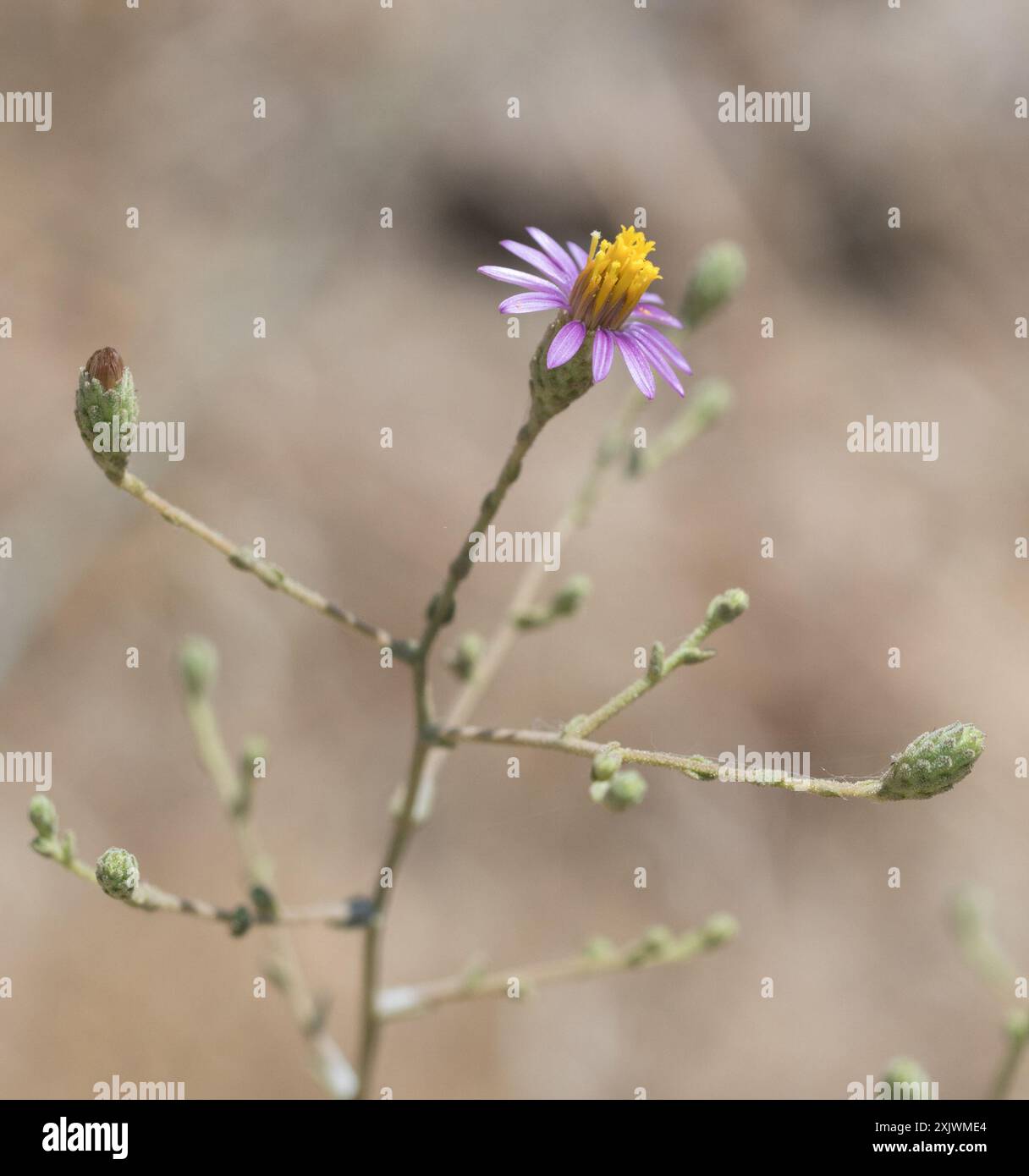 California Aster (Corethrogyne filaginifolia) Plantae Stock Photo - Alamy