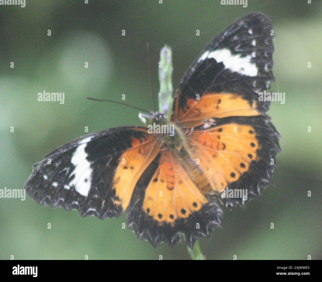 Lacewing Butterflies (Cethosia) Insecta Stock Photo - Alamy