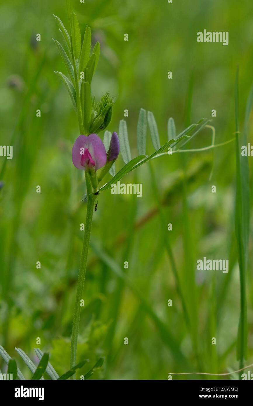 Common Vetch (Vicia sativa) Plantae Stock Photo - Alamy