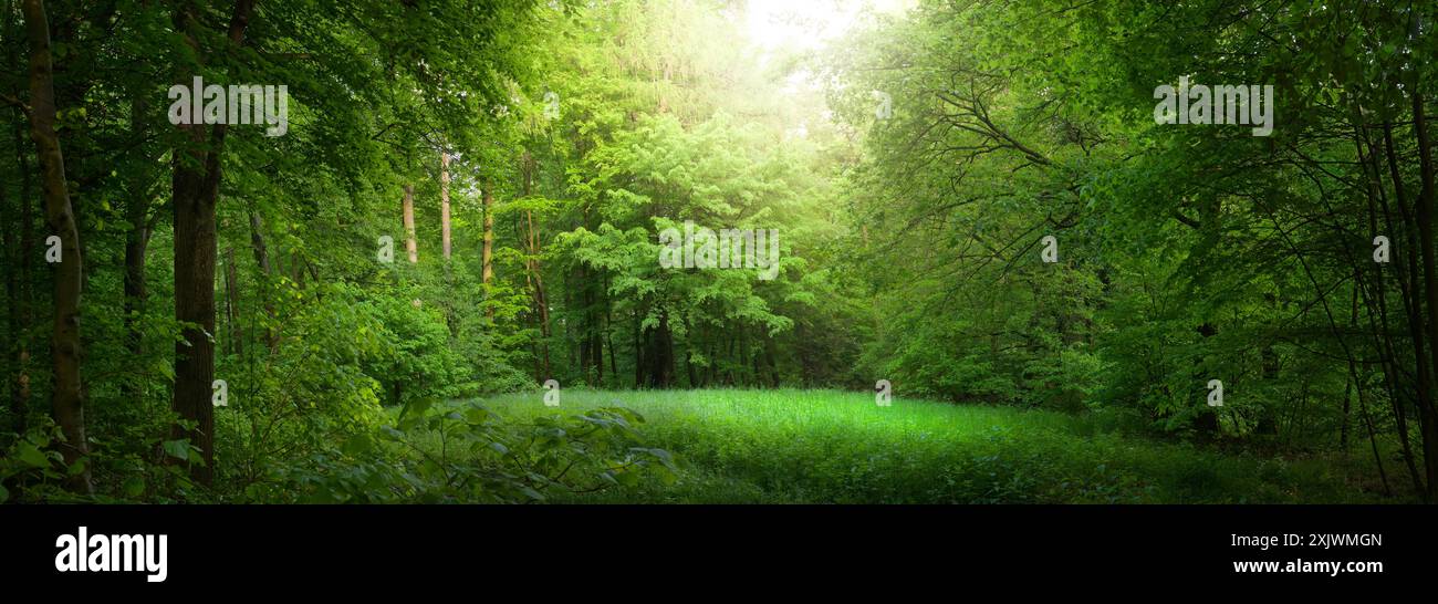 Dreamy scenery in a green forest. A panoramic nature shot with a soft ...