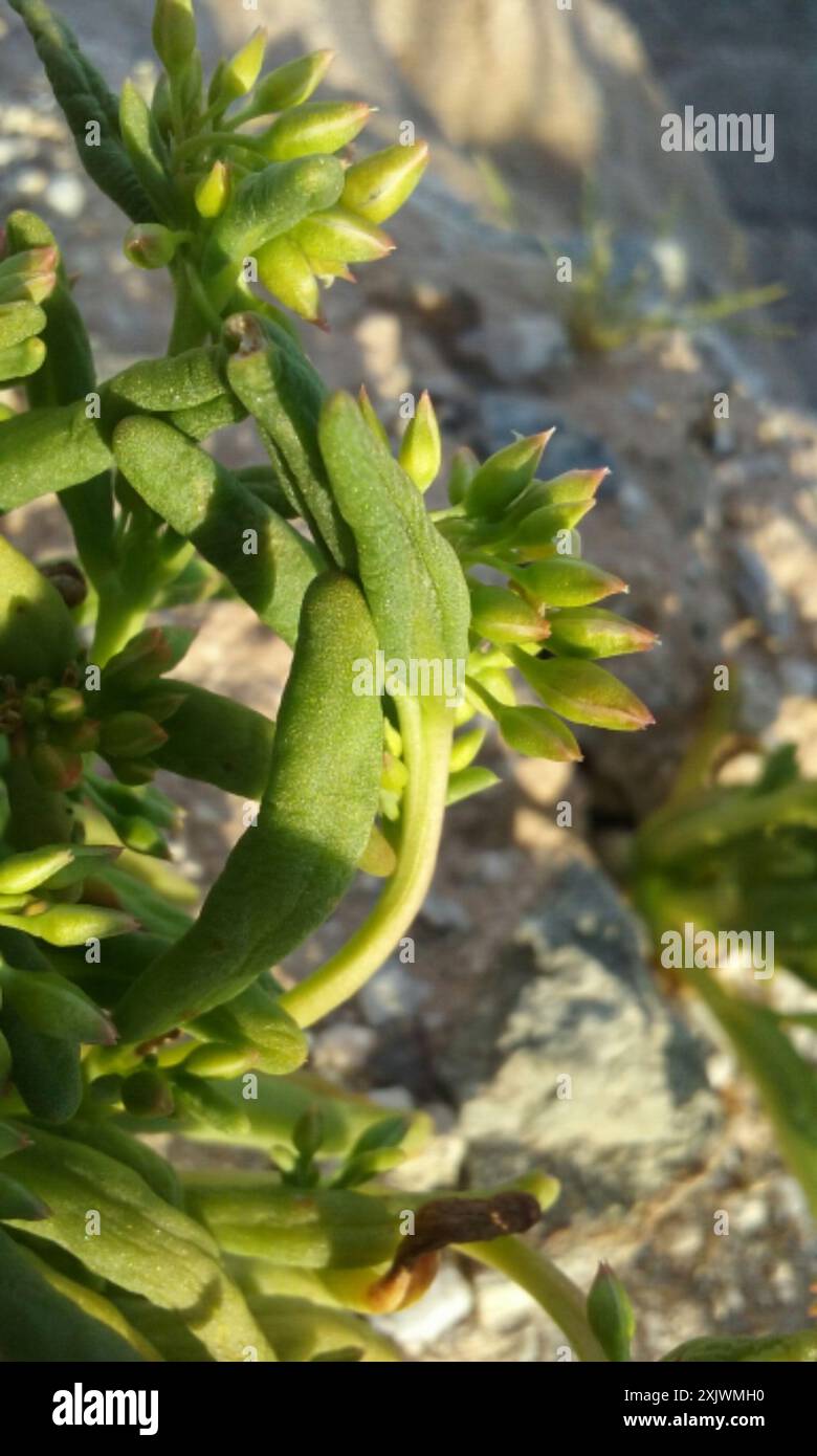 desert rockpurslane (Cistanthe ambigua) Plantae Stock Photo - Alamy