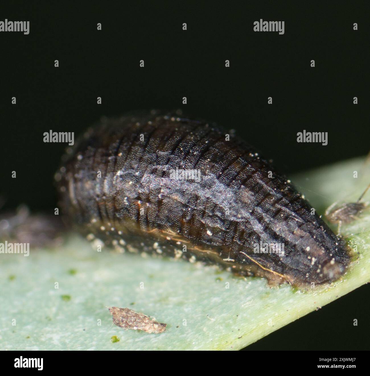 Typical Hover Flies (Syrphinae) Insecta Stock Photo - Alamy