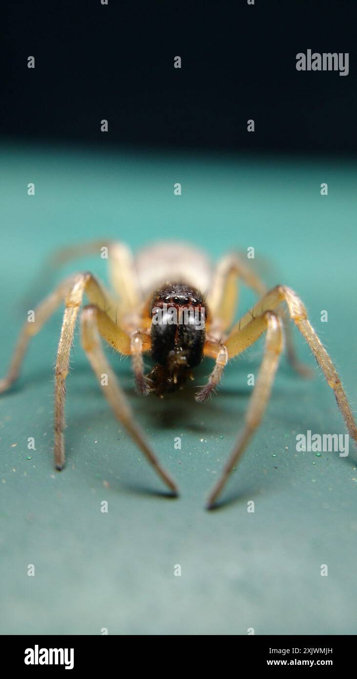 Clubionidae hi-res stock photography and images - Alamy