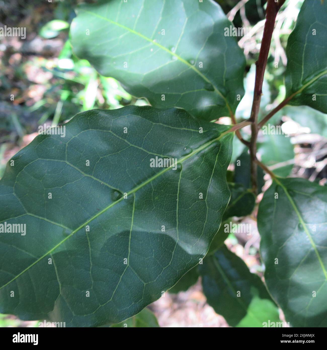 Stinkwood (Ocotea bullata) Plantae Stock Photo - Alamy