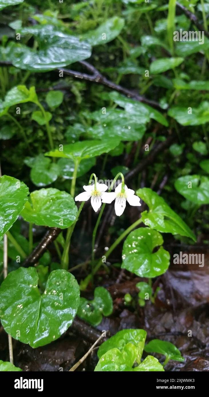northern white violet (Viola minuscula) Plantae Stock Photo - Alamy