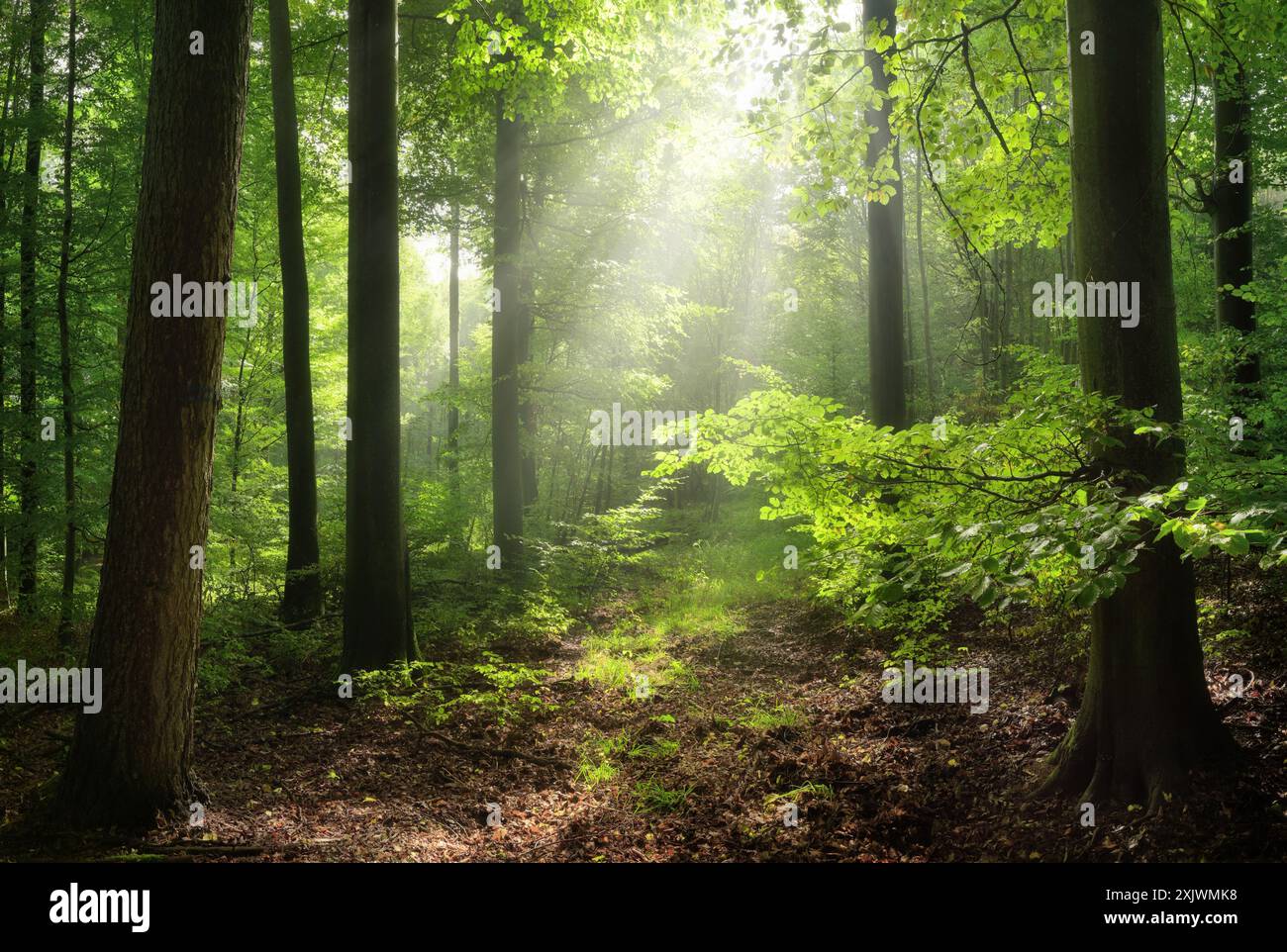 Sunlight falling through trees hi-res stock photography and images - Alamy