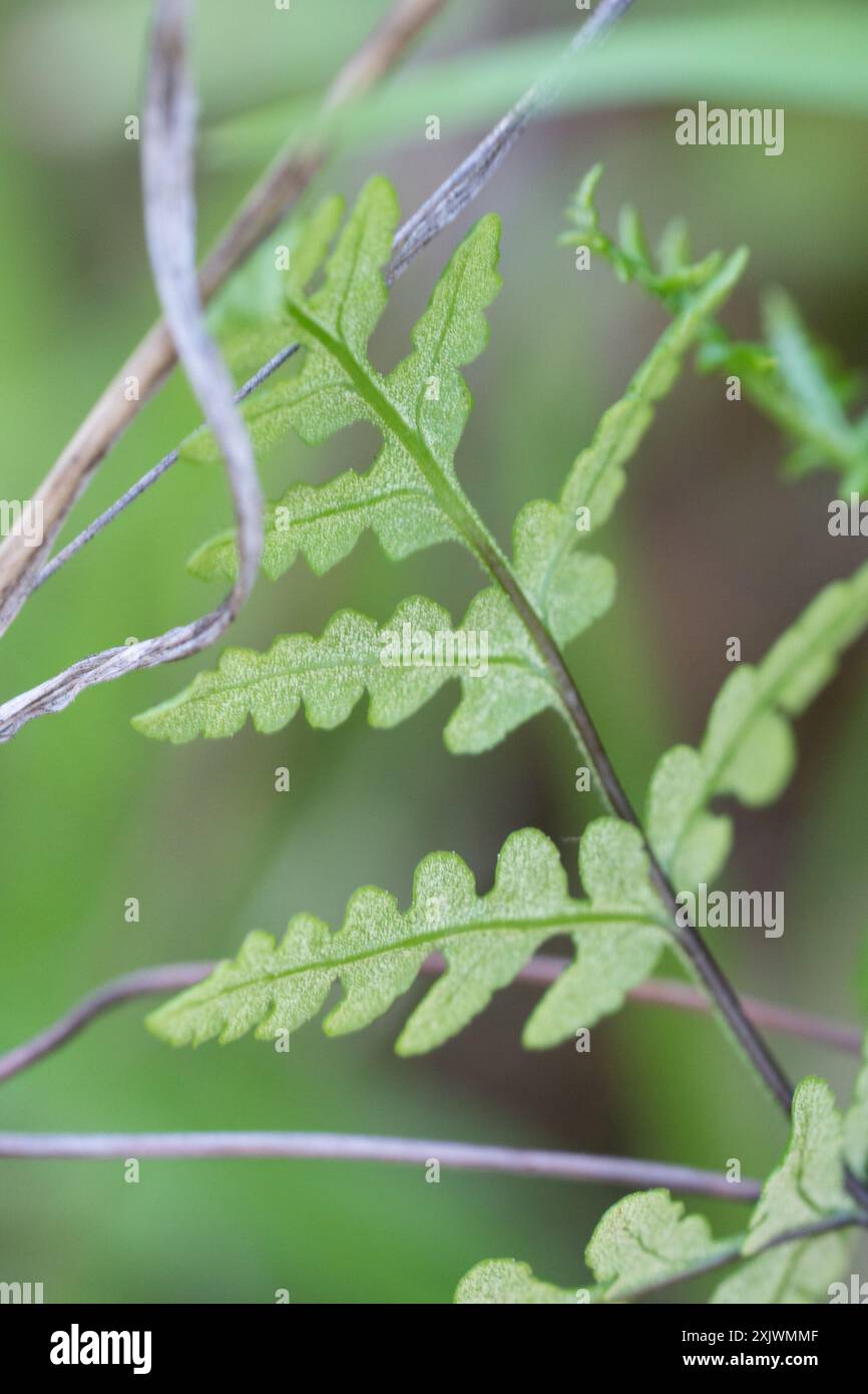 goldback fern (Pentagramma triangularis) Plantae Stock Photo - Alamy