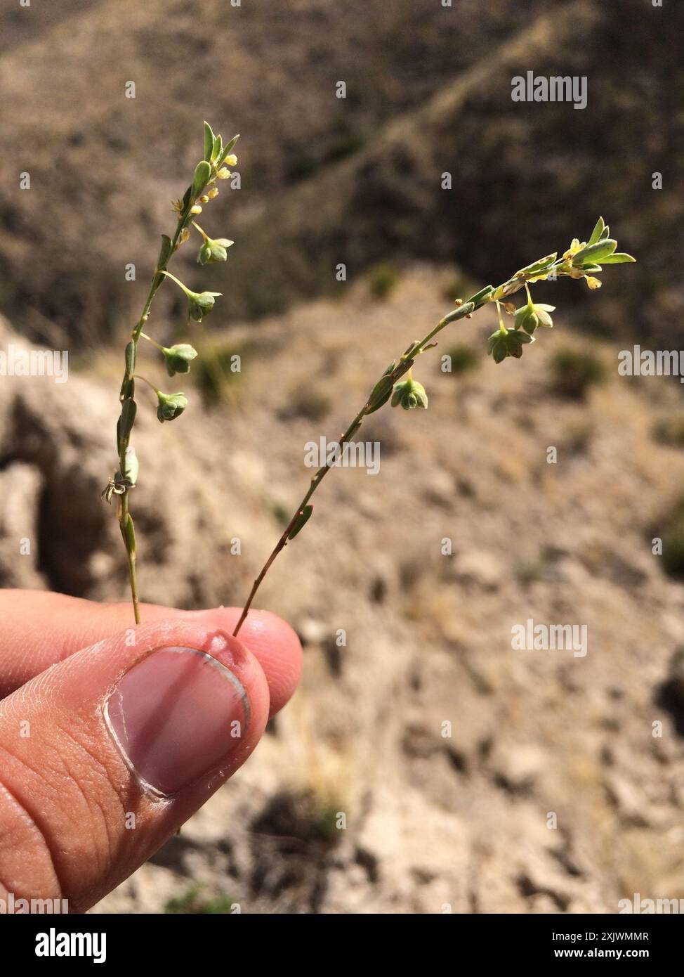 Smartweed Leafflower (Phyllanthus polygonoides) Plantae Stock Photo - Alamy
