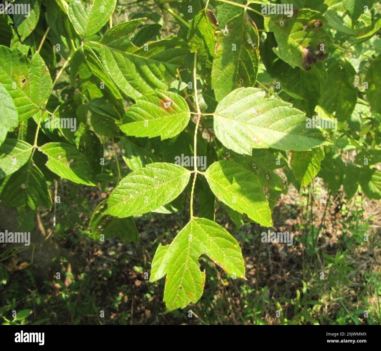 box elder (Acer negundo) Plantae Stock Photo - Alamy