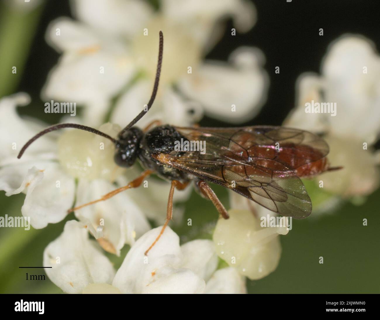 Ichneumonid Wasps (Ichneumonidae) Insecta Stock Photo - Alamy
