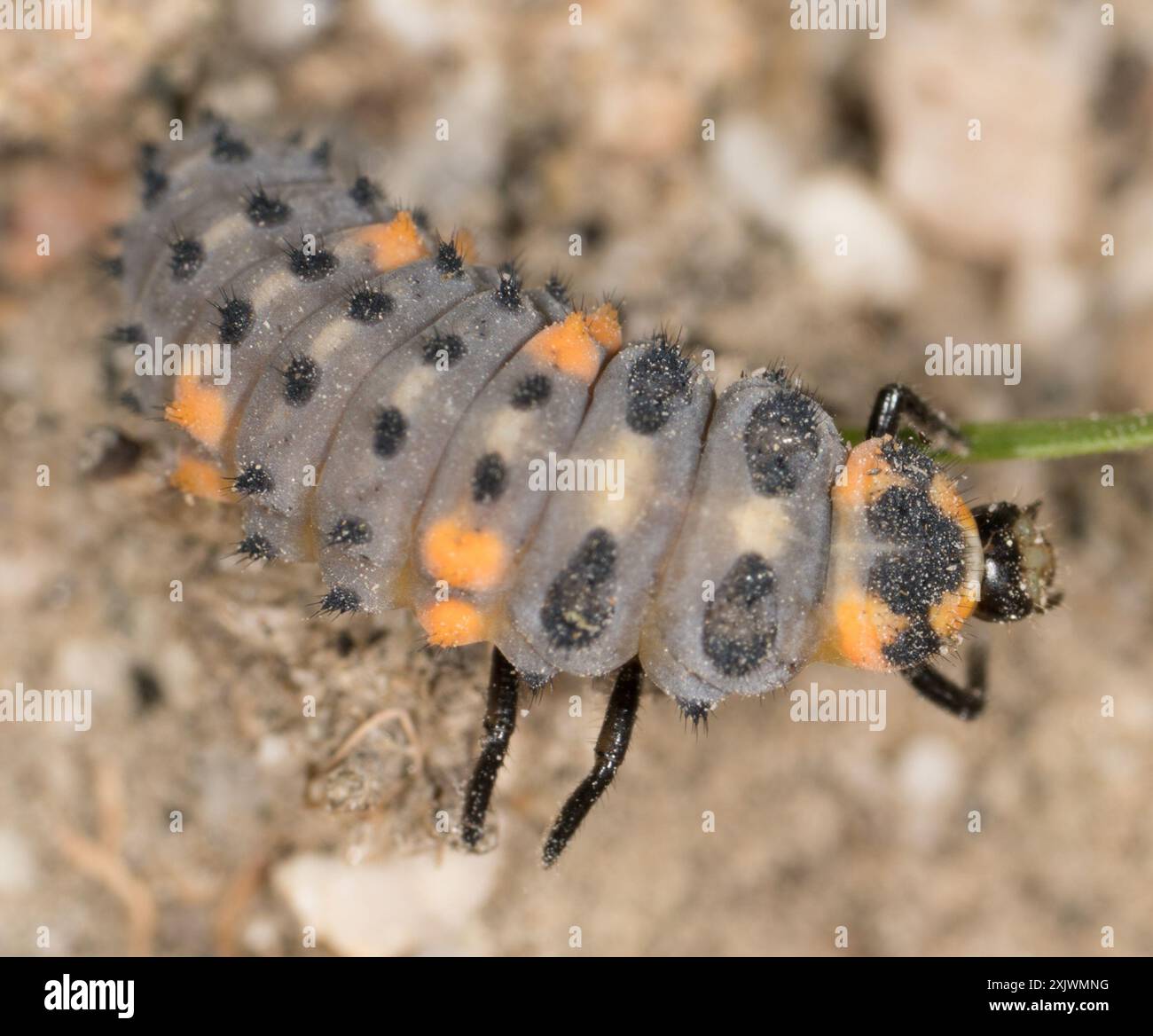 Black-spotted Lady Beetles (Coccinellini) Insecta Stock Photo - Alamy