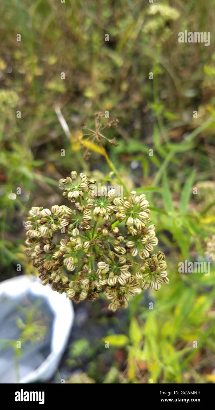 water parsnip (Sium suave) Plantae Stock Photo - Alamy