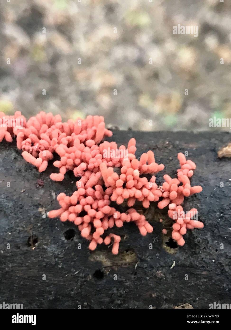 carnival candy slime mold (Arcyria denudata) Protozoa Stock Photo - Alamy