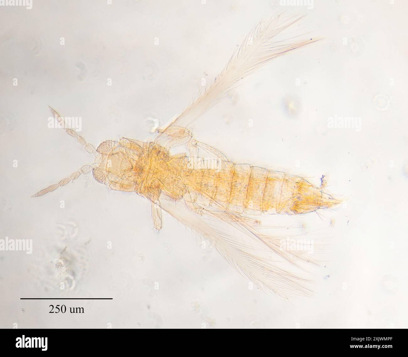 Chilli Thrips (Scirtothrips dorsalis) Insecta Stock Photo - Alamy
