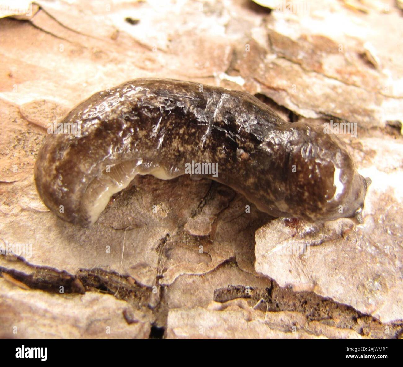 Changeable Mantleslug (Megapallifera mutabilis) Mollusca Stock Photo ...