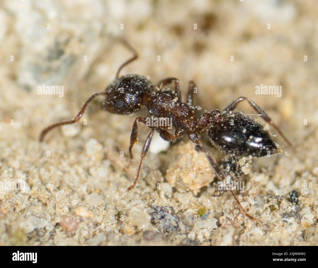 Acrobat Ants and Cocktail Ants (Crematogaster) Insecta Stock Photo - Alamy