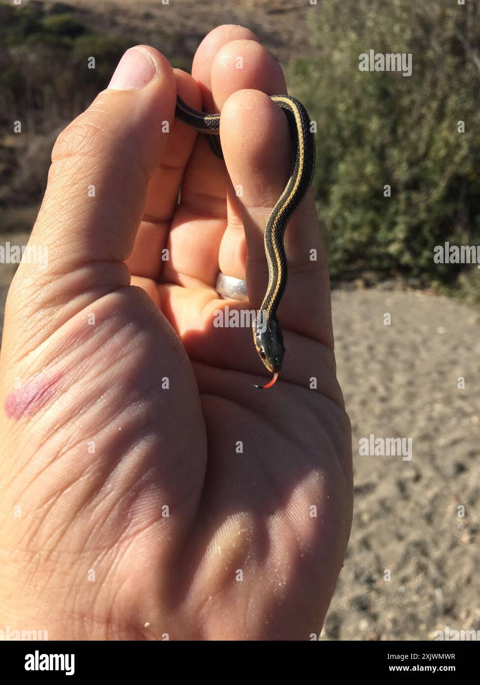 Aquatic Garter Snake (Thamnophis atratus) Reptilia Stock Photo - Alamy