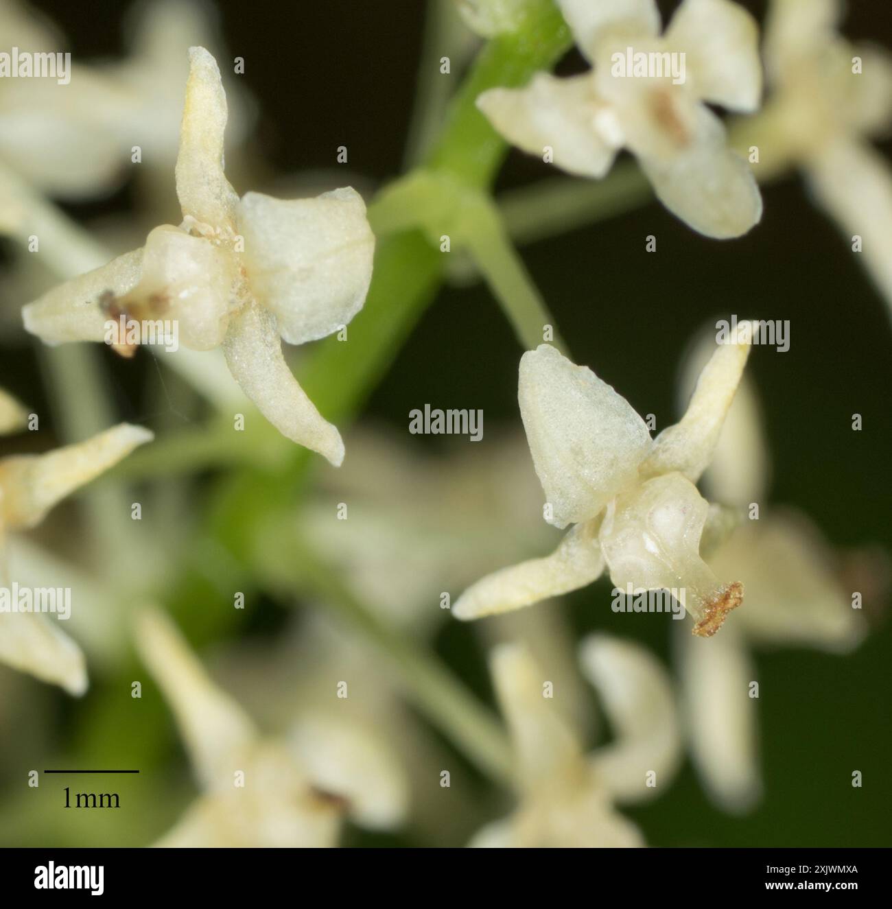 Western Lily of the Valley (Maianthemum dilatatum) Plantae Stock Photo ...