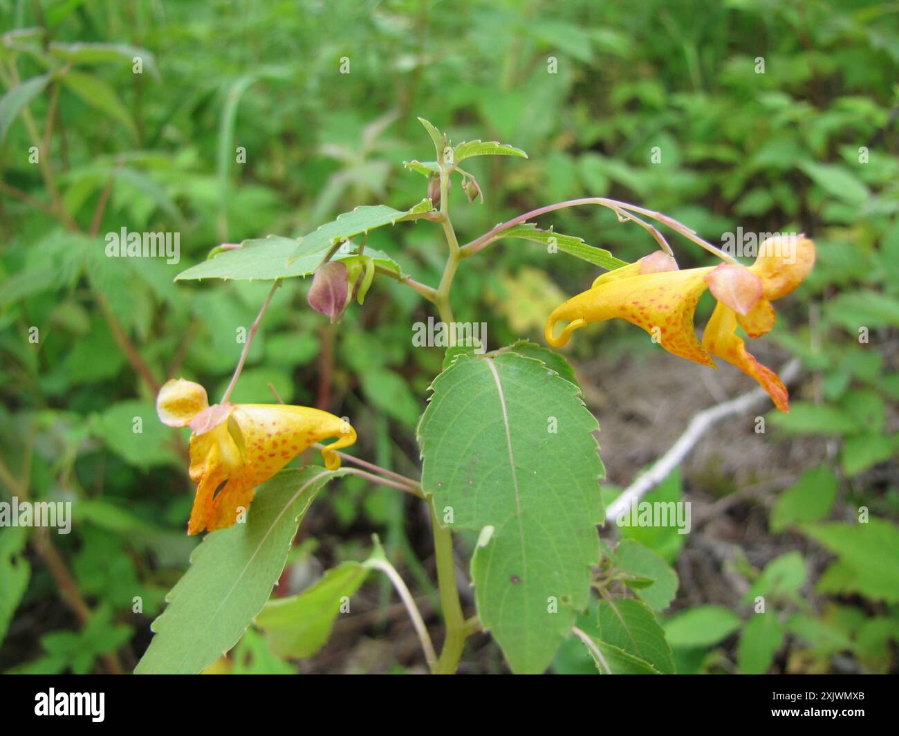 common jewelweed (Impatiens capensis) Plantae Stock Photo - Alamy