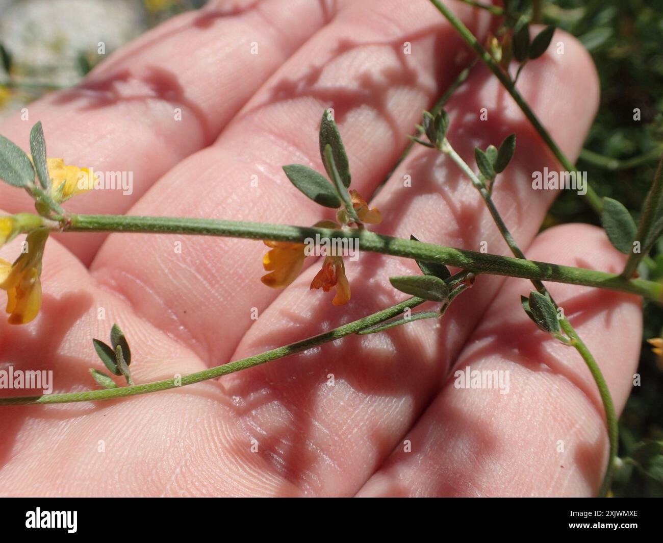 short-winged deerweed (Acmispon glaber brevialatus) Plantae Stock Photo ...