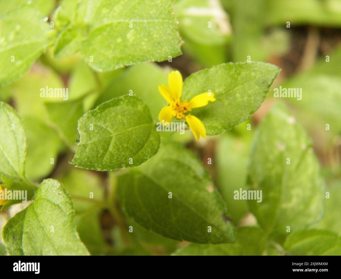 straggler daisy (Calyptocarpus vialis) Plantae Stock Photo - Alamy