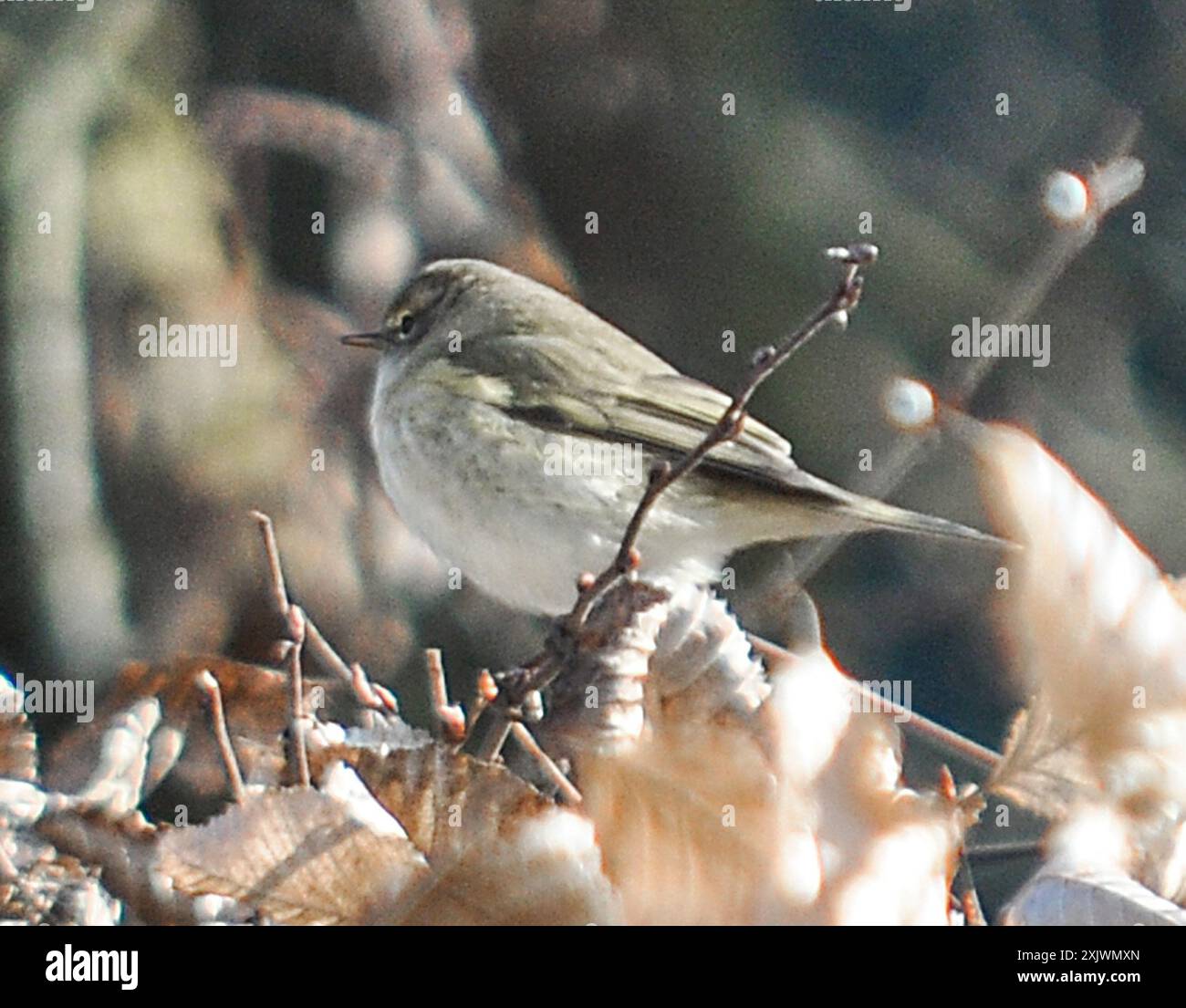 Common Chiffchaff (Phylloscopus collybita) Aves Stock Photo - Alamy