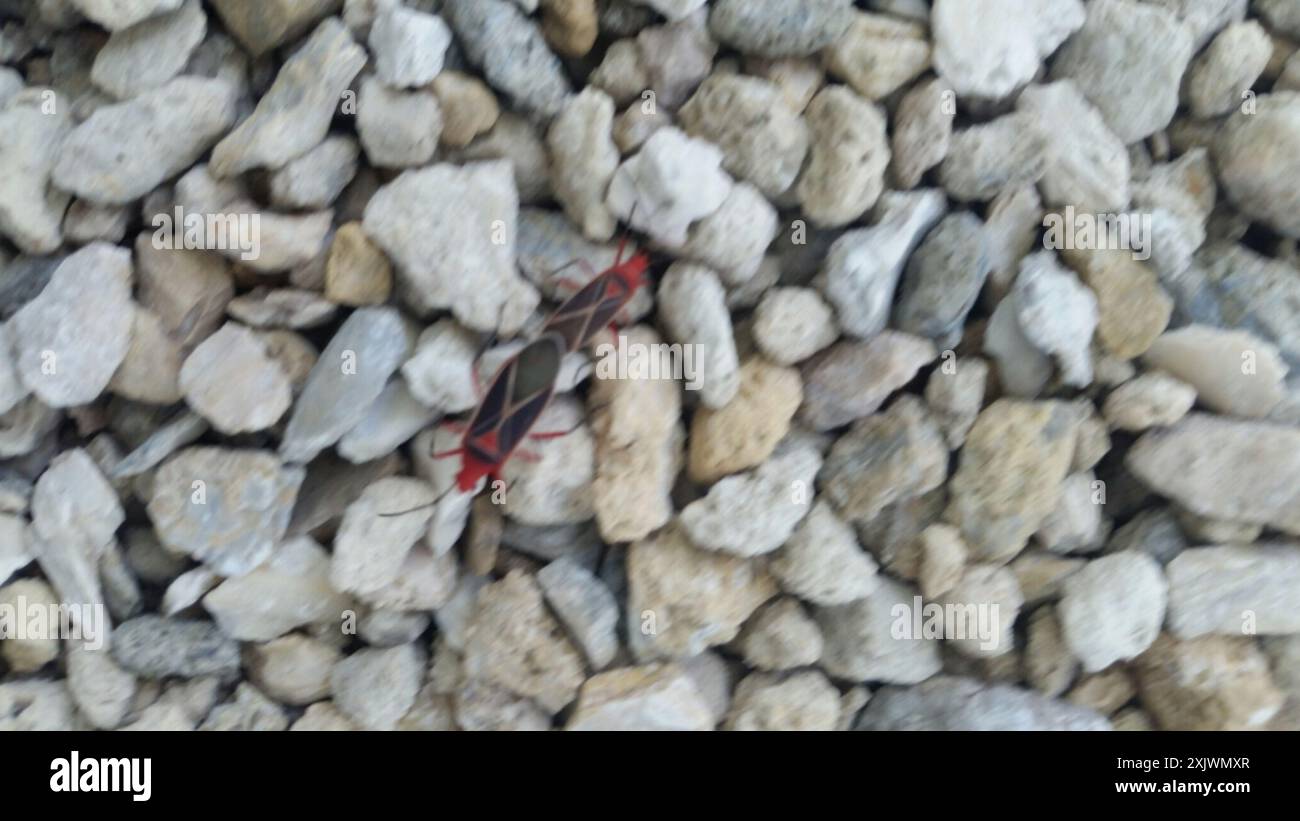 Suturellus hi-res stock photography and images - Alamy