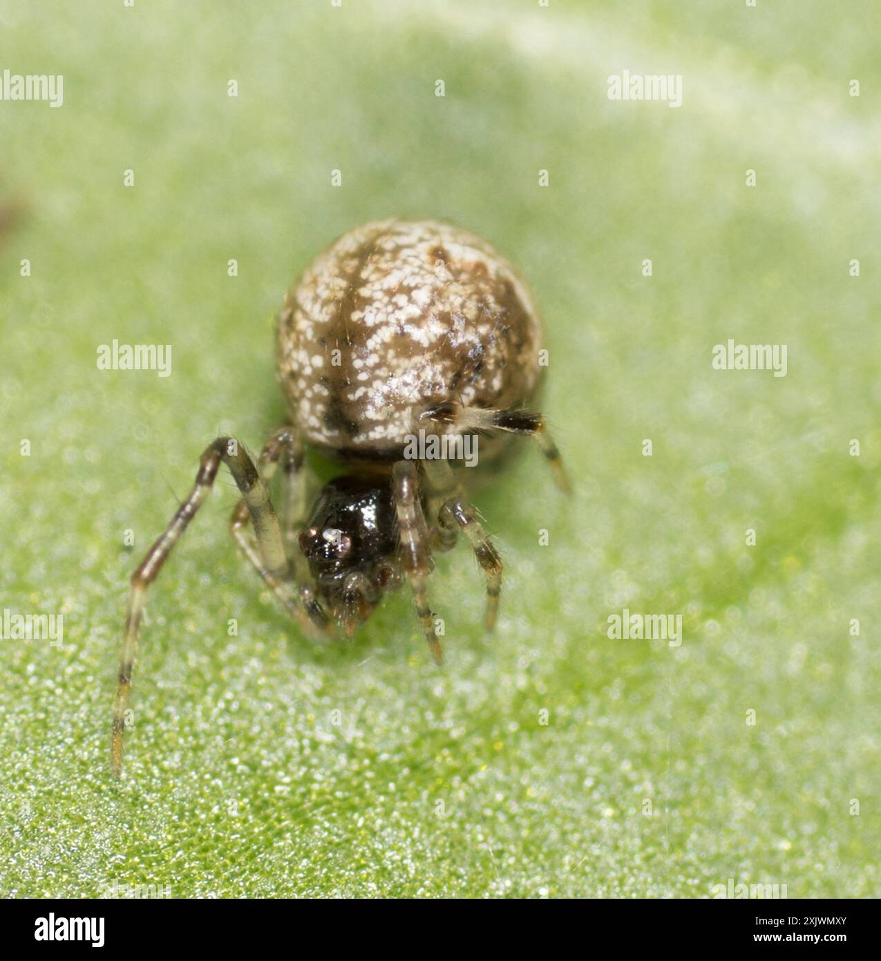 Comb-footed Spiders (Theridiidae) Arachnida Stock Photo - Alamy