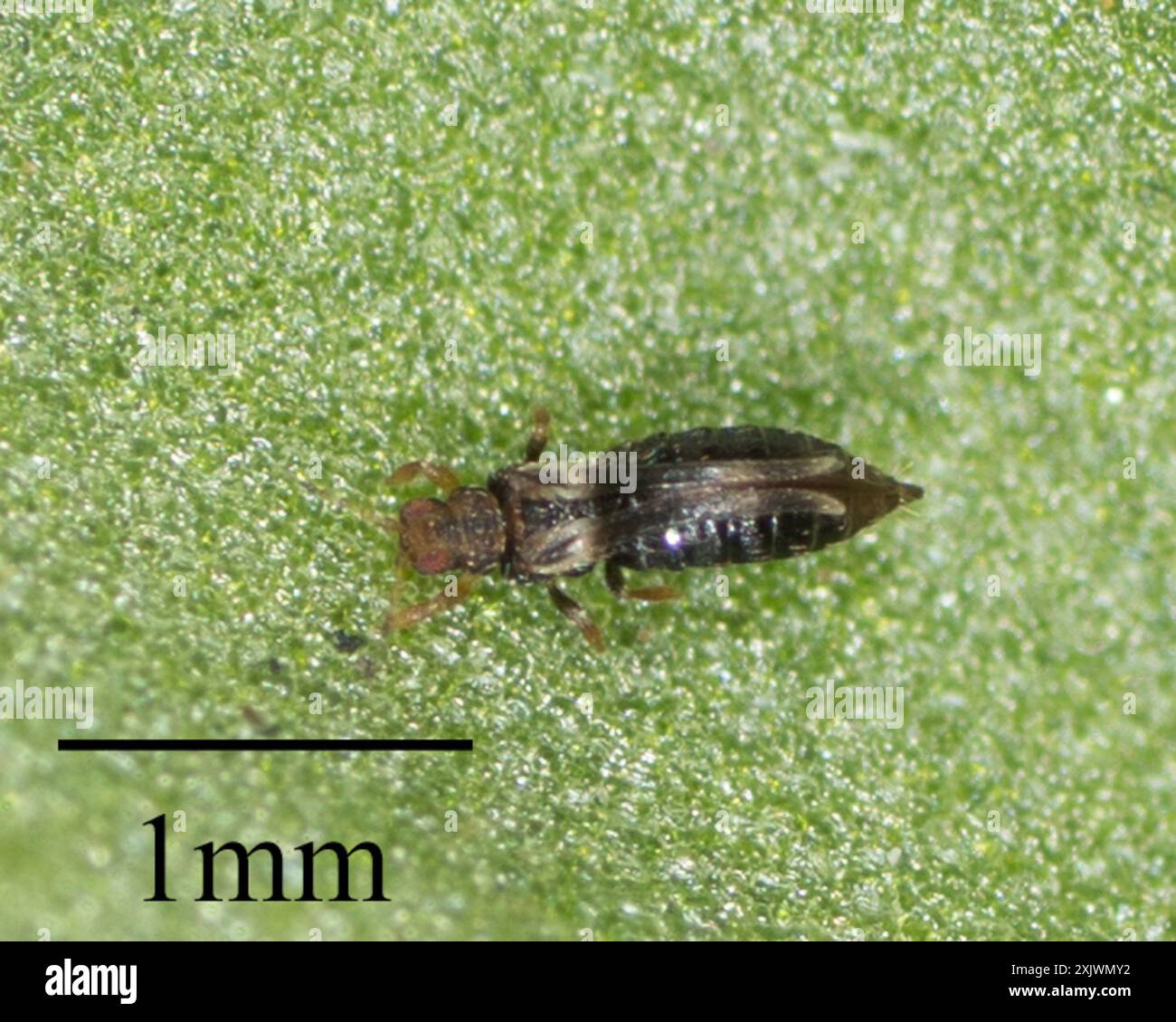 (Hercinothrips femoralis) Insecta Stock Photo - Alamy
