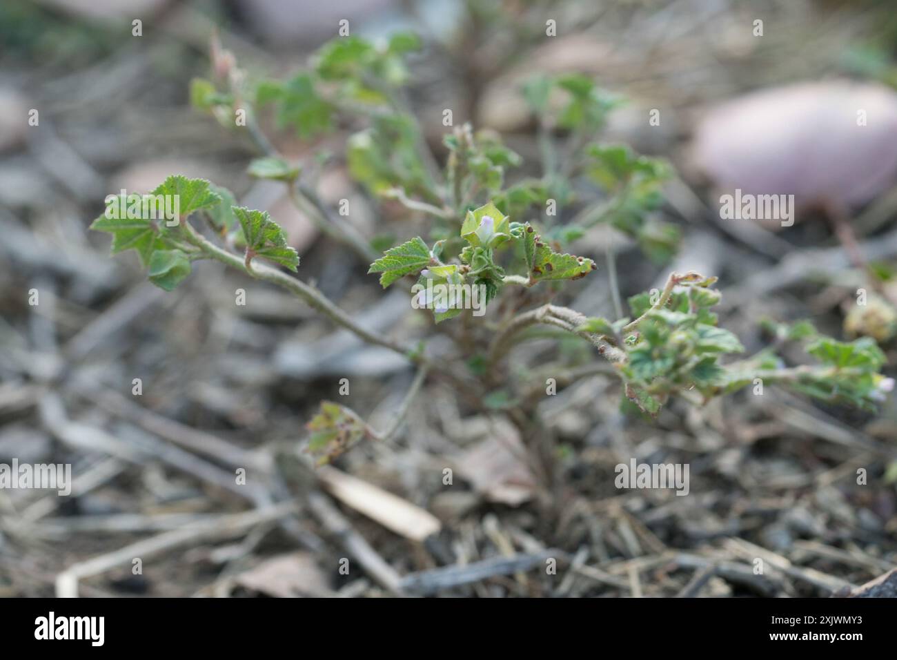 cheeseweed mallow (Malva parviflora) Plantae Stock Photo - Alamy