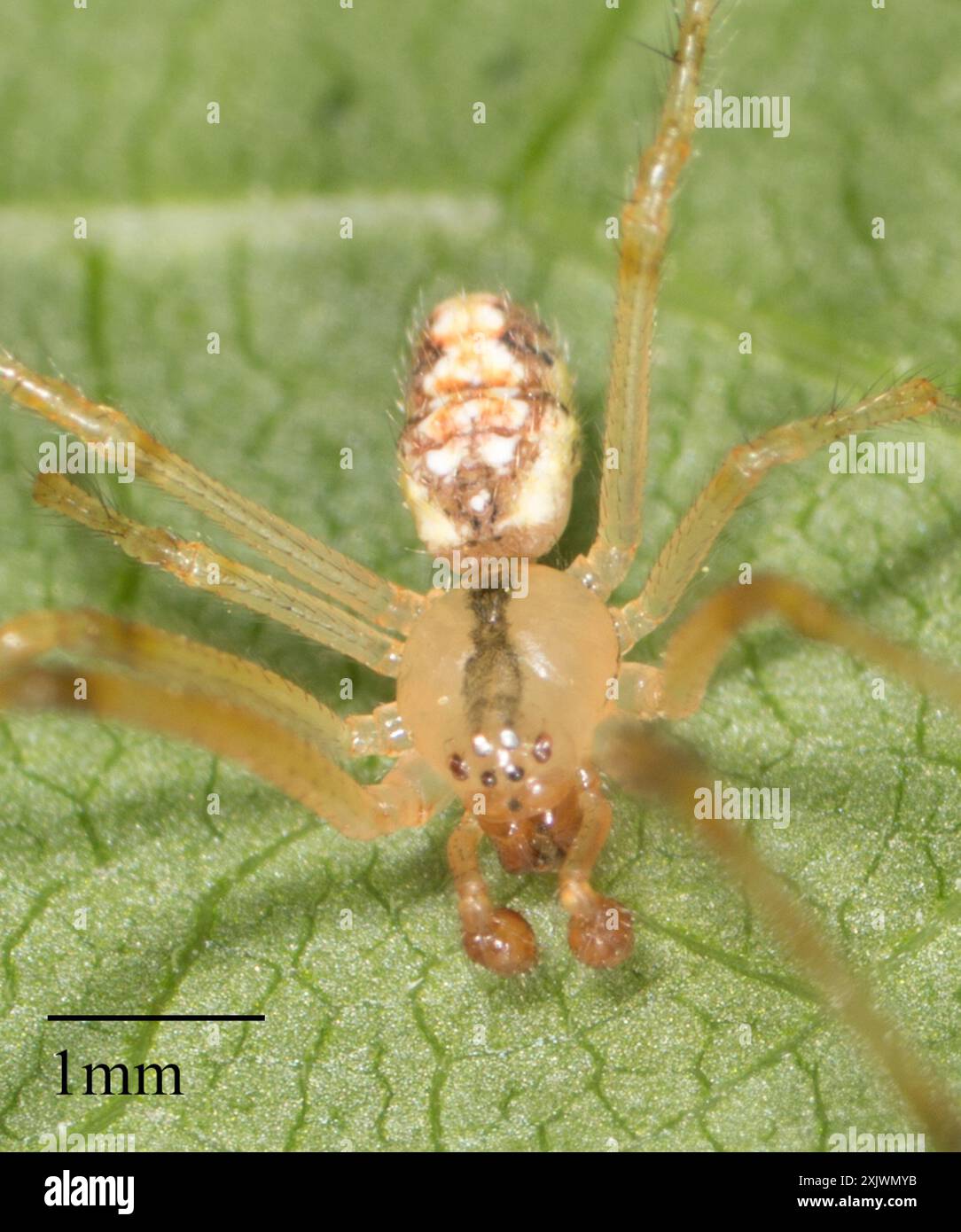 Comb-footed Spiders (Theridiidae) Arachnida Stock Photo - Alamy