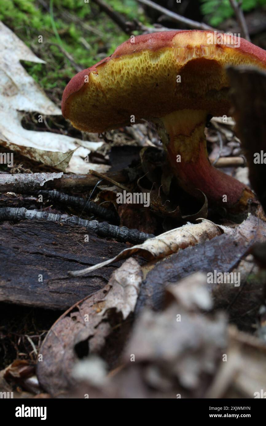 Hortiboletus hi-res stock photography and images - Alamy