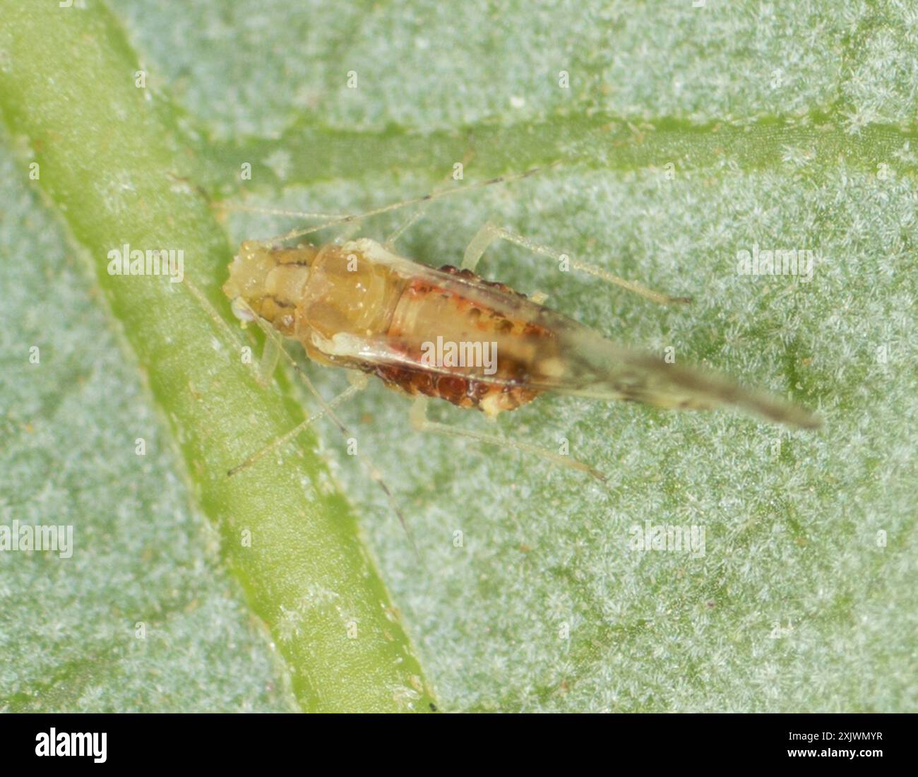 Regular Oak Aphid (Neomyzocallis punctata) Insecta Stock Photo - Alamy