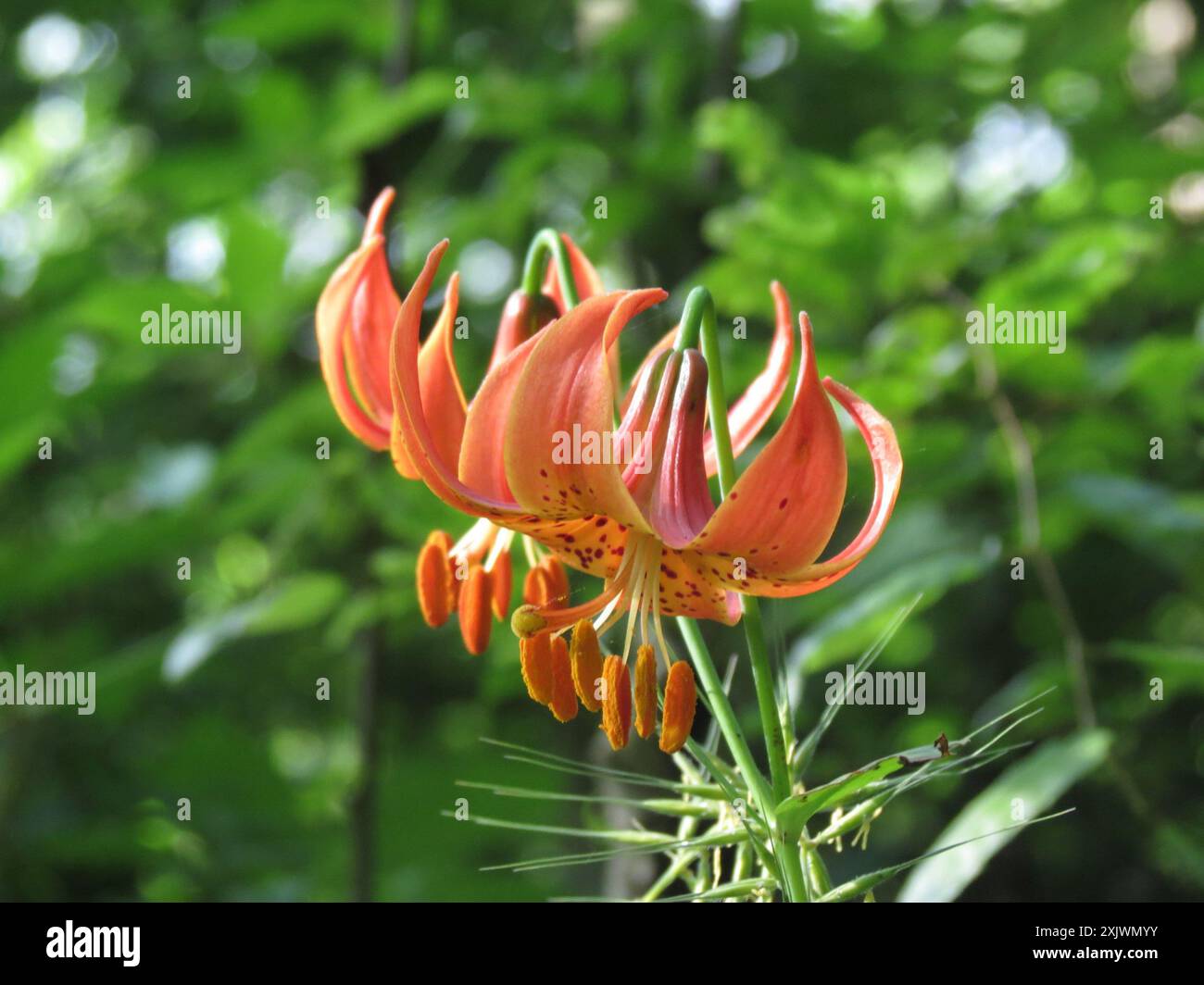 Michigan lily (Lilium michiganense) Plantae Stock Photo - Alamy