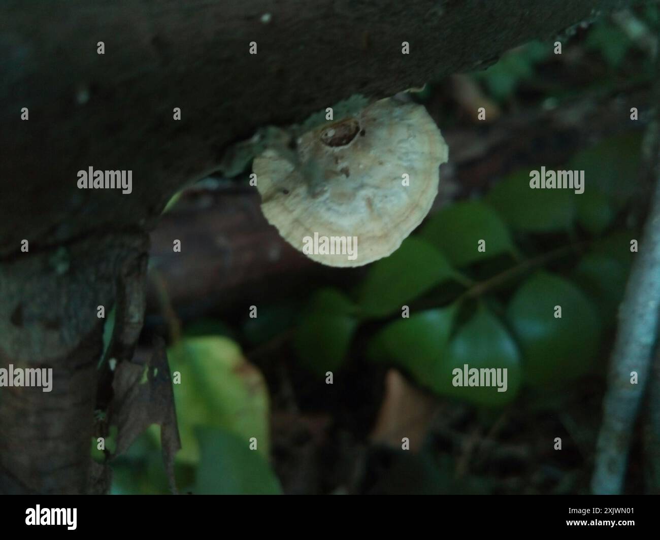 little nest polypore (Trametes conchifer) Fungi Stock Photo - Alamy
