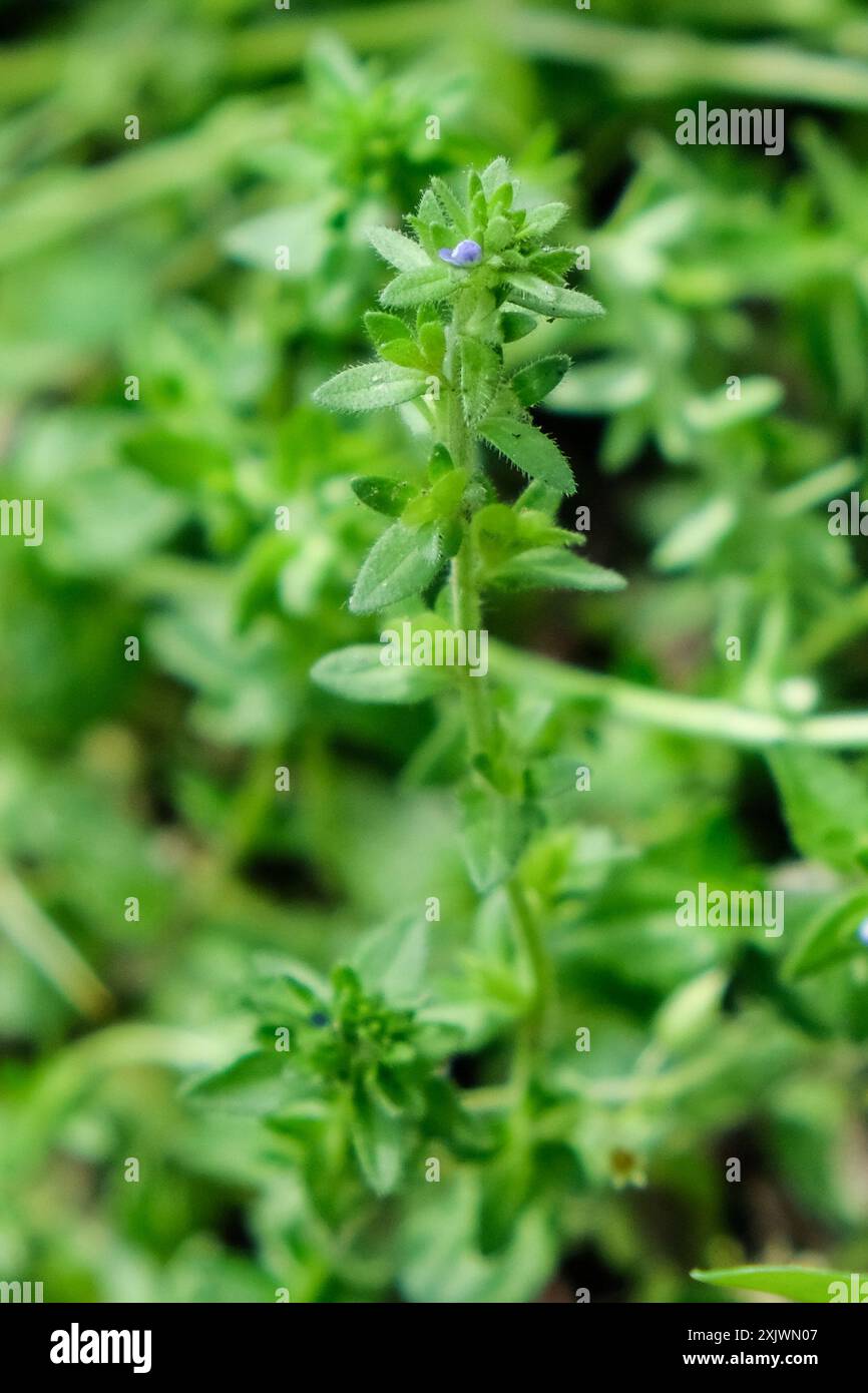 corn speedwell (Veronica arvensis) Plantae Stock Photo - Alamy