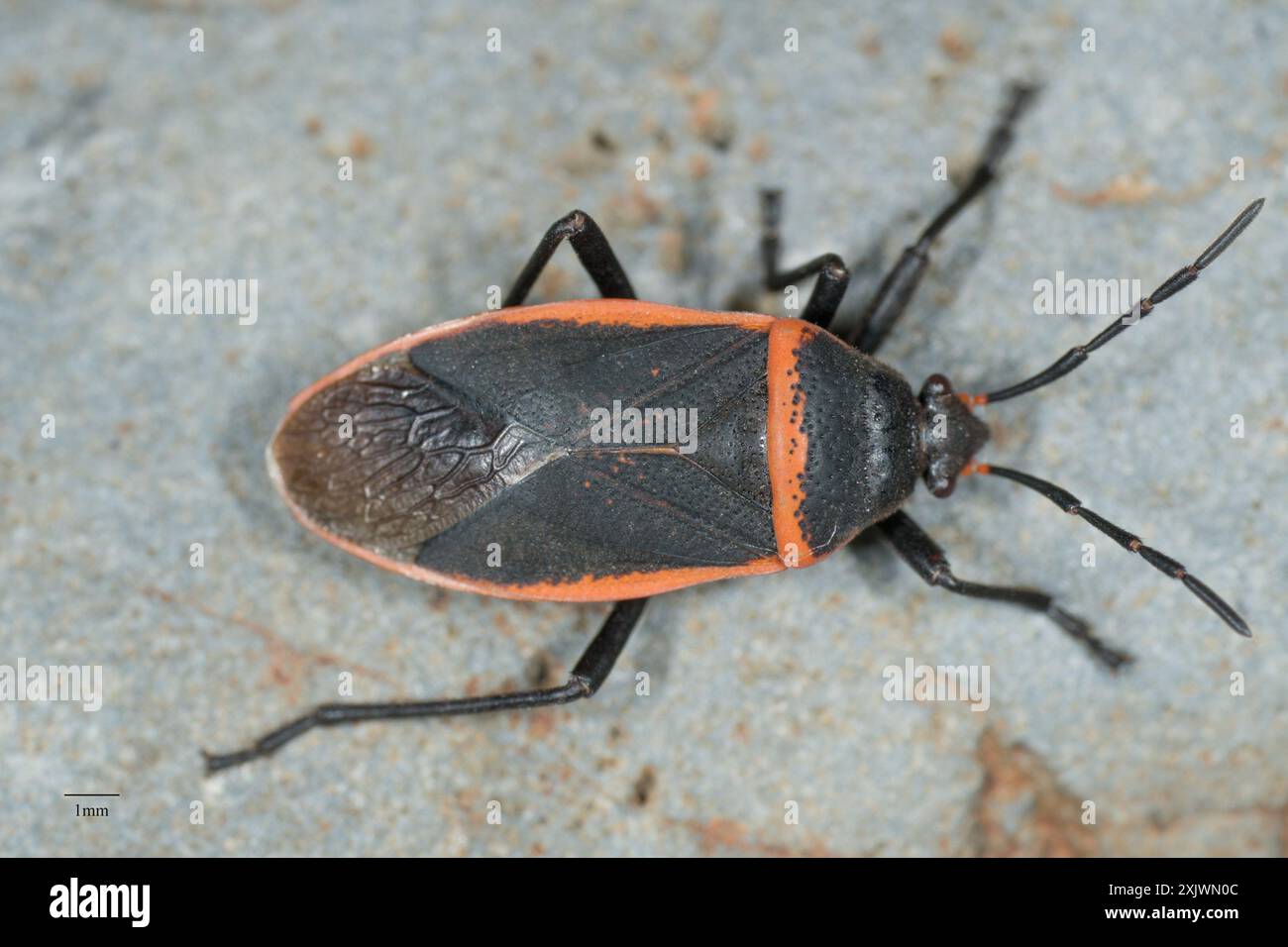 Largus cinctus hi-res stock photography and images - Alamy