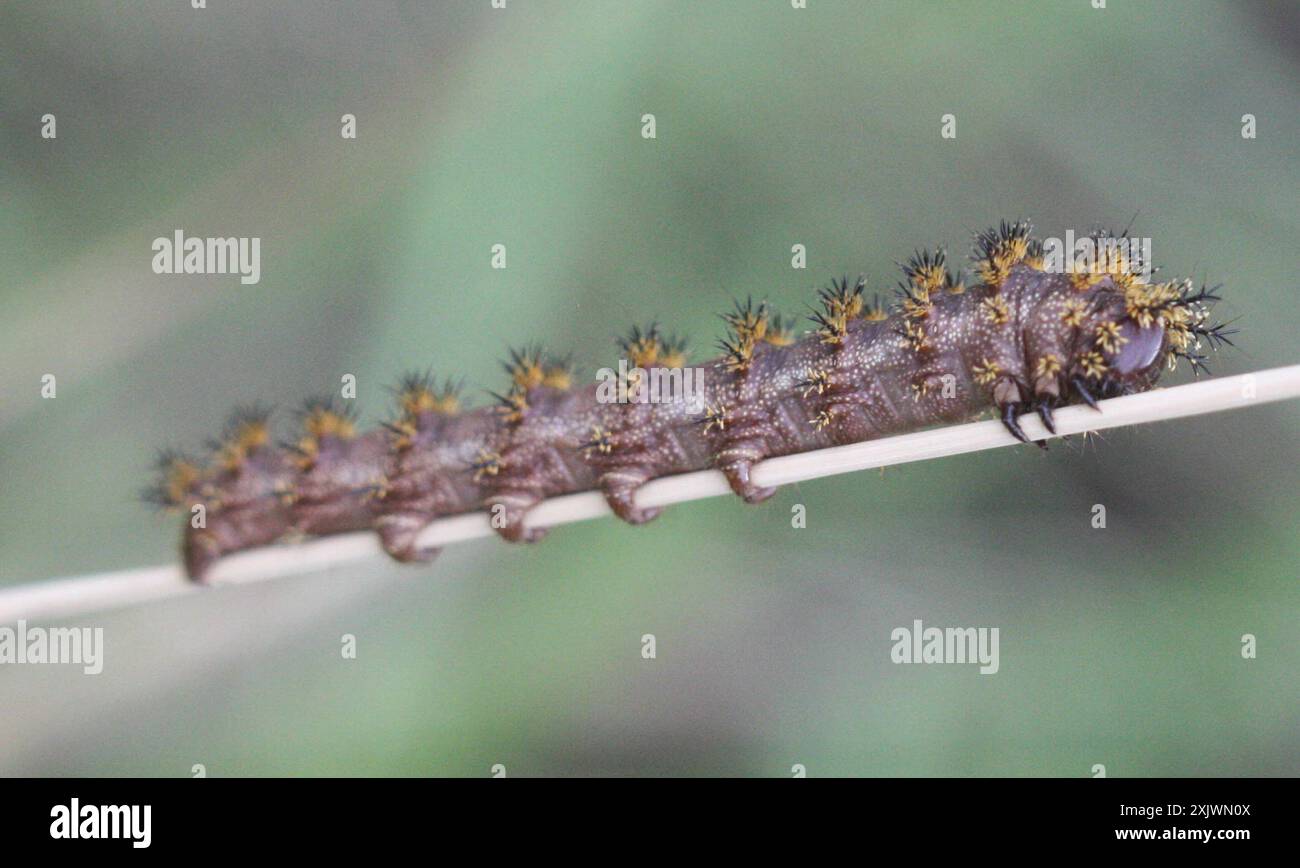 Hualapai Buckmoth (Hemileuca hualapai) Insecta Stock Photo - Alamy