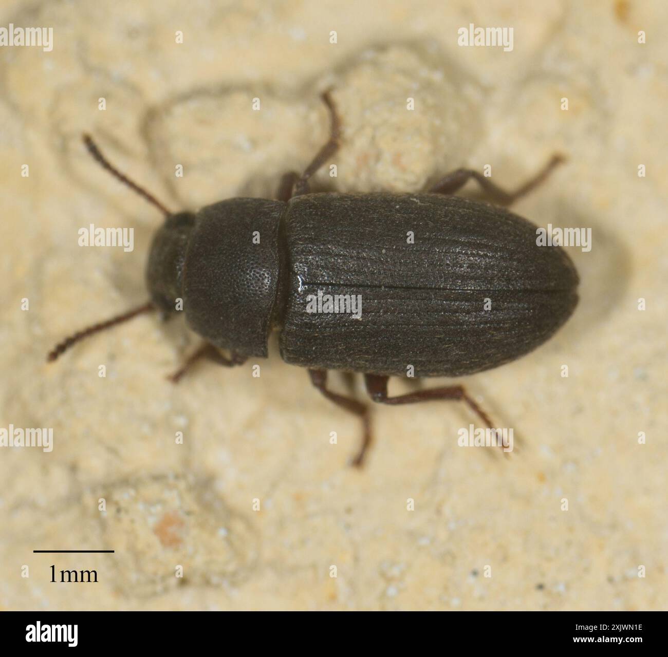Darkling Beetles (Tenebrionidae) Insecta Stock Photo - Alamy
