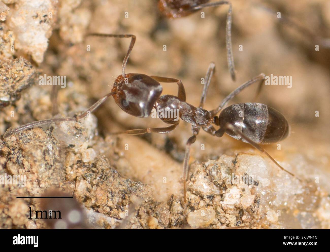 Pyramid Ants (Dorymyrmex) Insecta Stock Photo - Alamy
