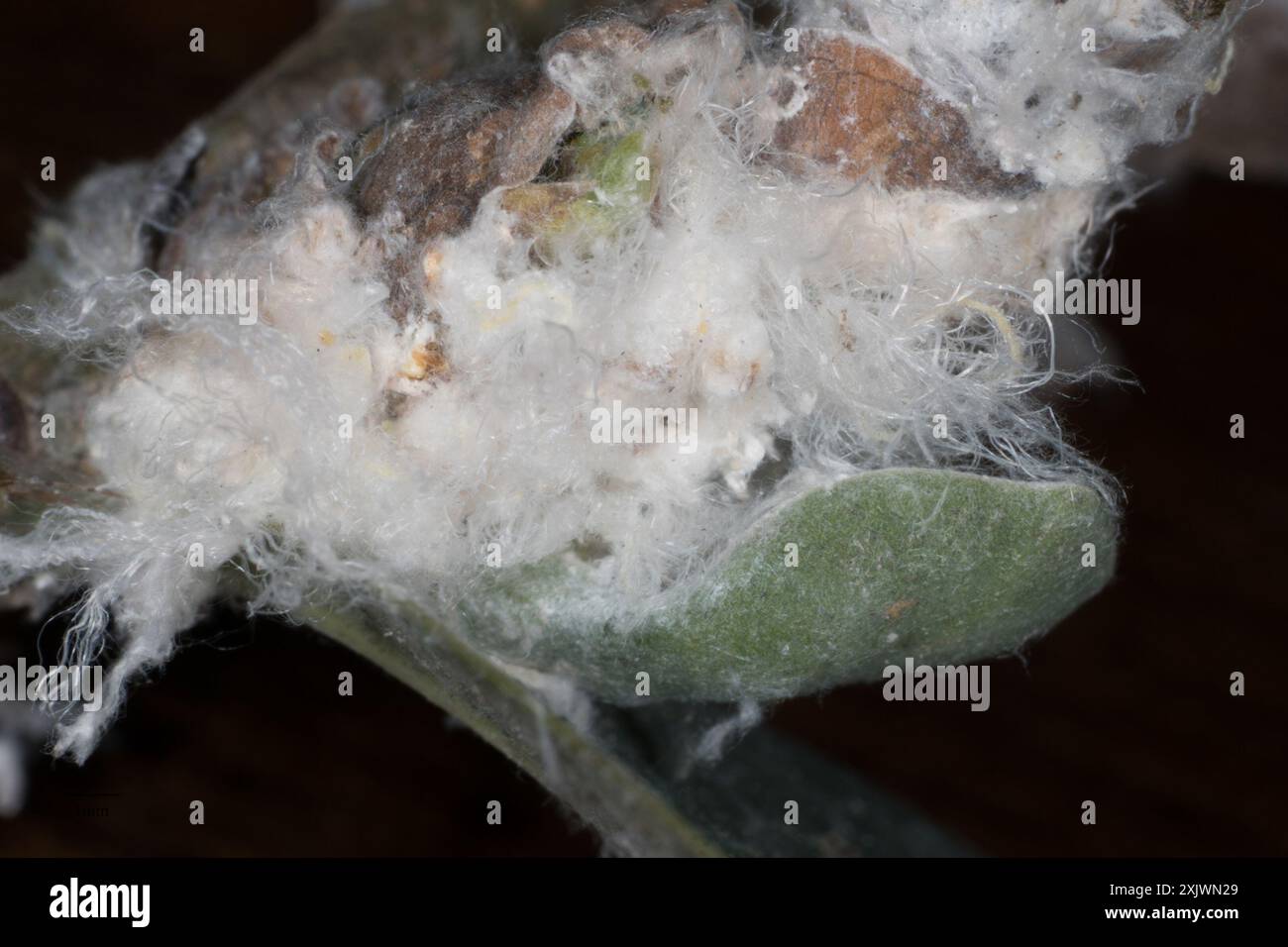Curtain Fig Psyllid (Macrohomotoma gladiatum) Insecta Stock Photo - Alamy