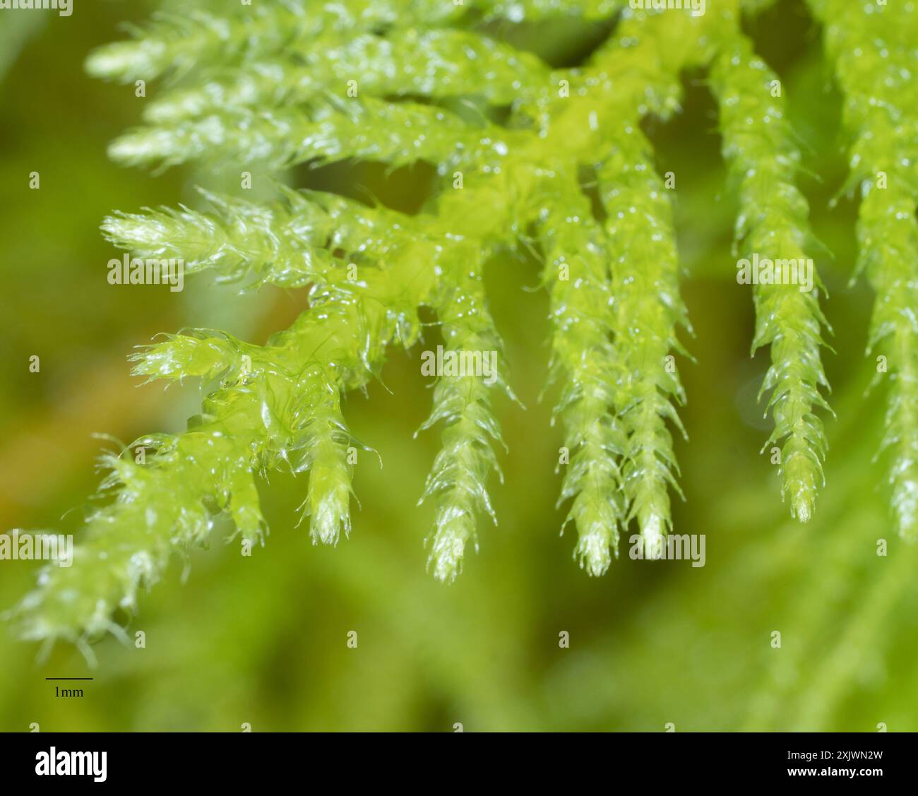 Oregon Beaked Moss (Kindbergia oregana) Plantae Stock Photo - Alamy