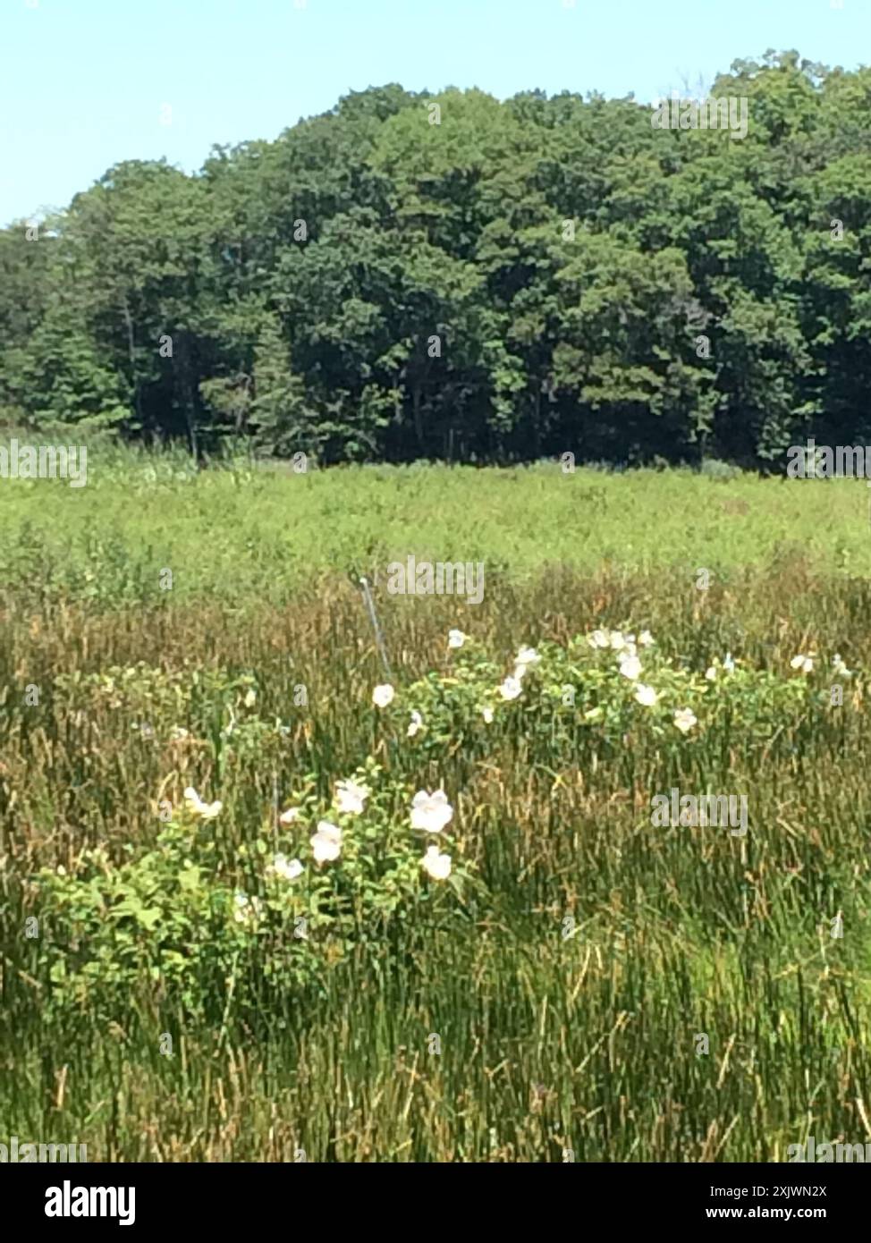 swamp rose mallow (Hibiscus moscheutos) Plantae Stock Photo - Alamy