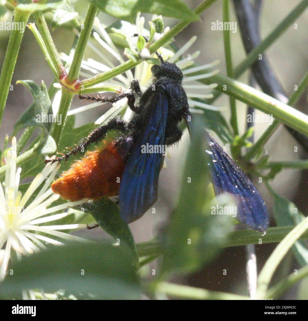Fire-tailed Scoliid Wasp (Triscolia ardens) Insecta Stock Photo - Alamy