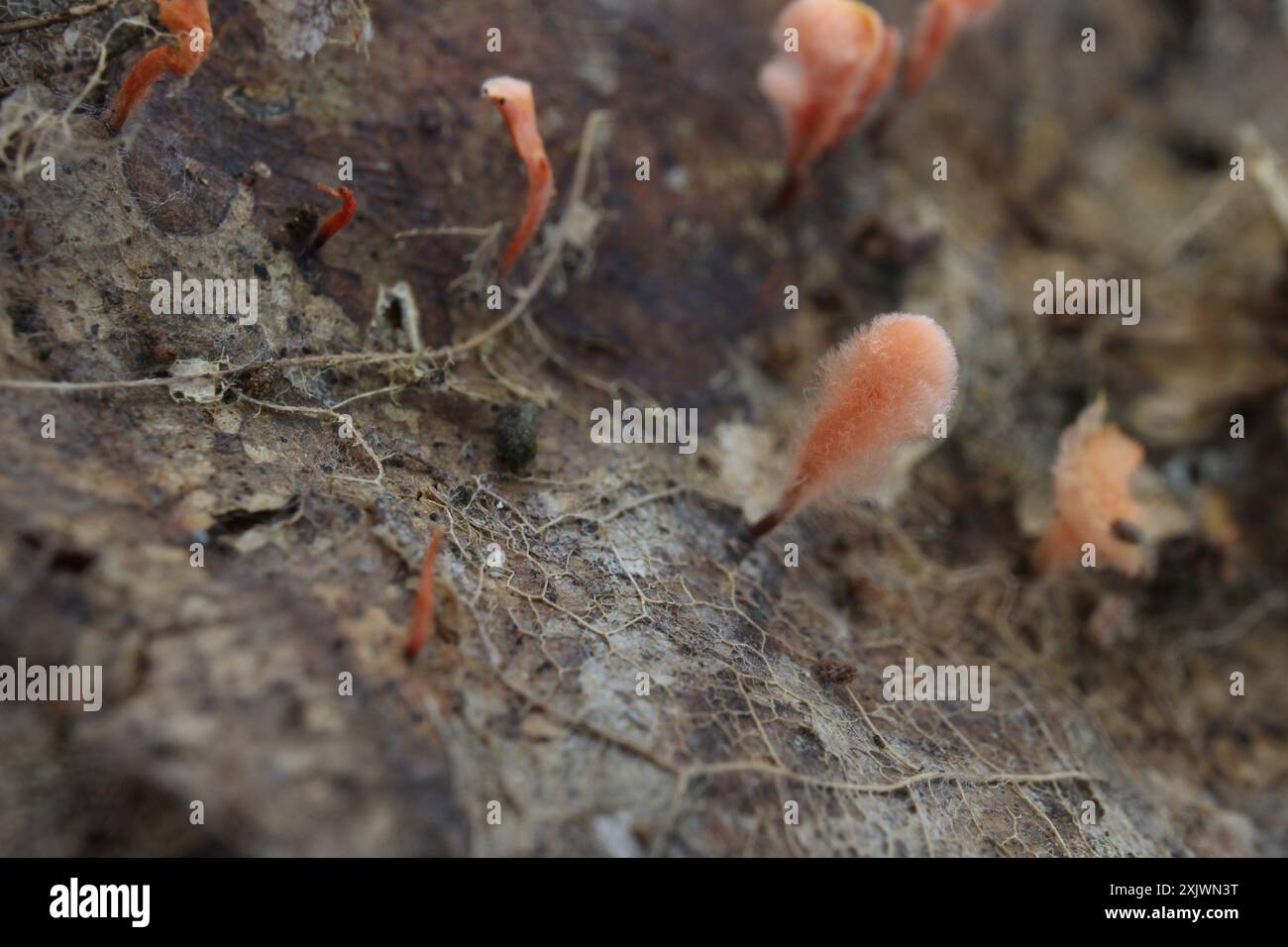 (Anthina flammea) Fungi Stock Photo - Alamy