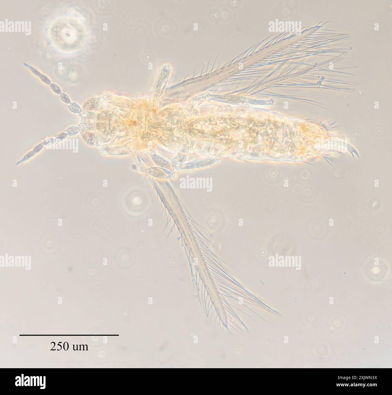 scirtothrips-hi-res-stock-photography-and-images-alamy