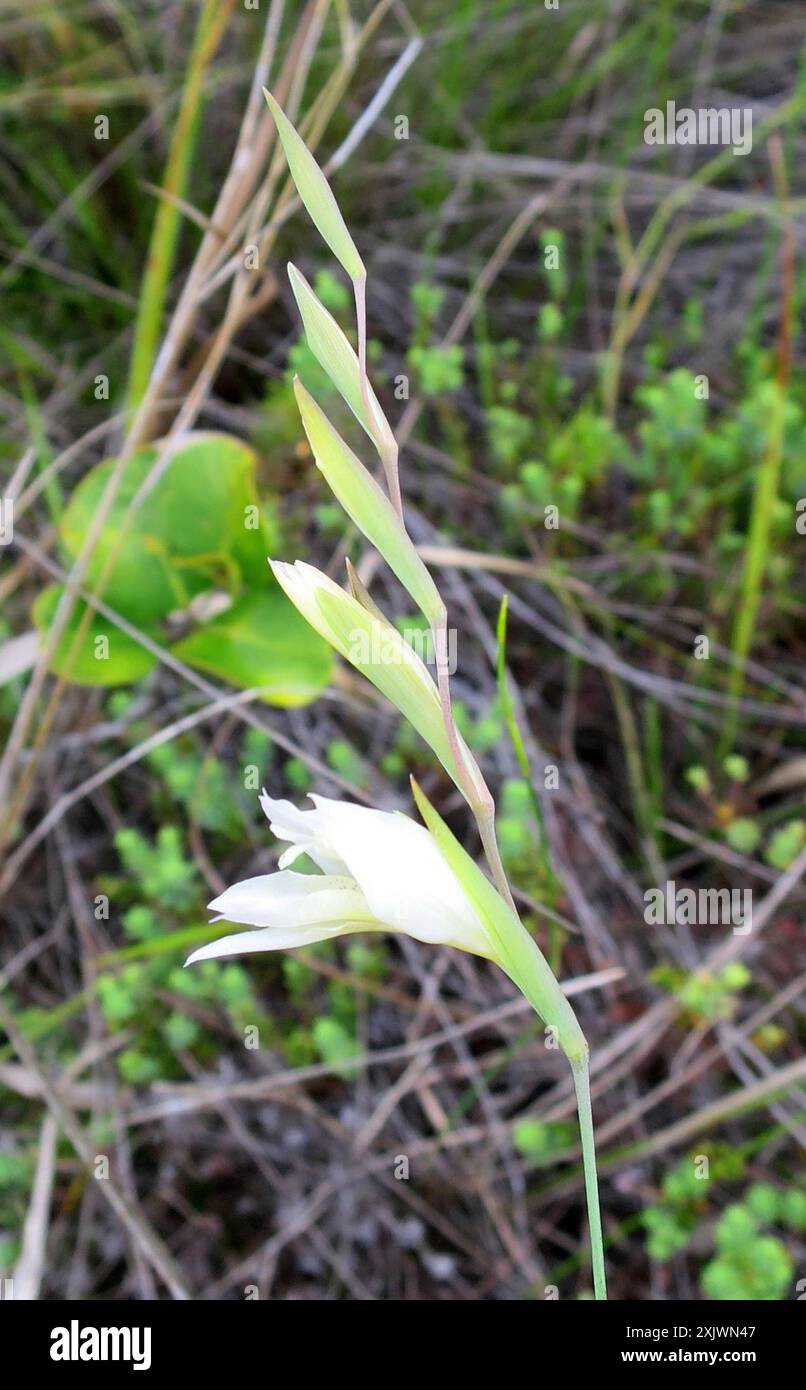 White Afrikaner (Gladiolus vaginatus) Plantae Stock Photo - Alamy