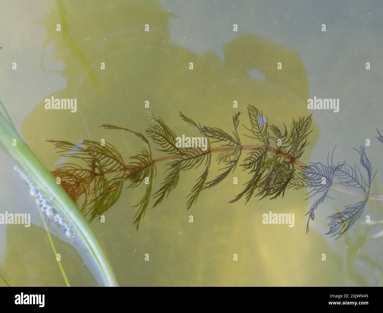 Siberian water-milfoil (Myriophyllum sibiricum) Plantae Stock Photo - Alamy
